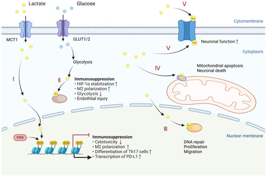 Lactate and Lactylation: Dual Regulators of T-Cell-Mediated Tumor ...