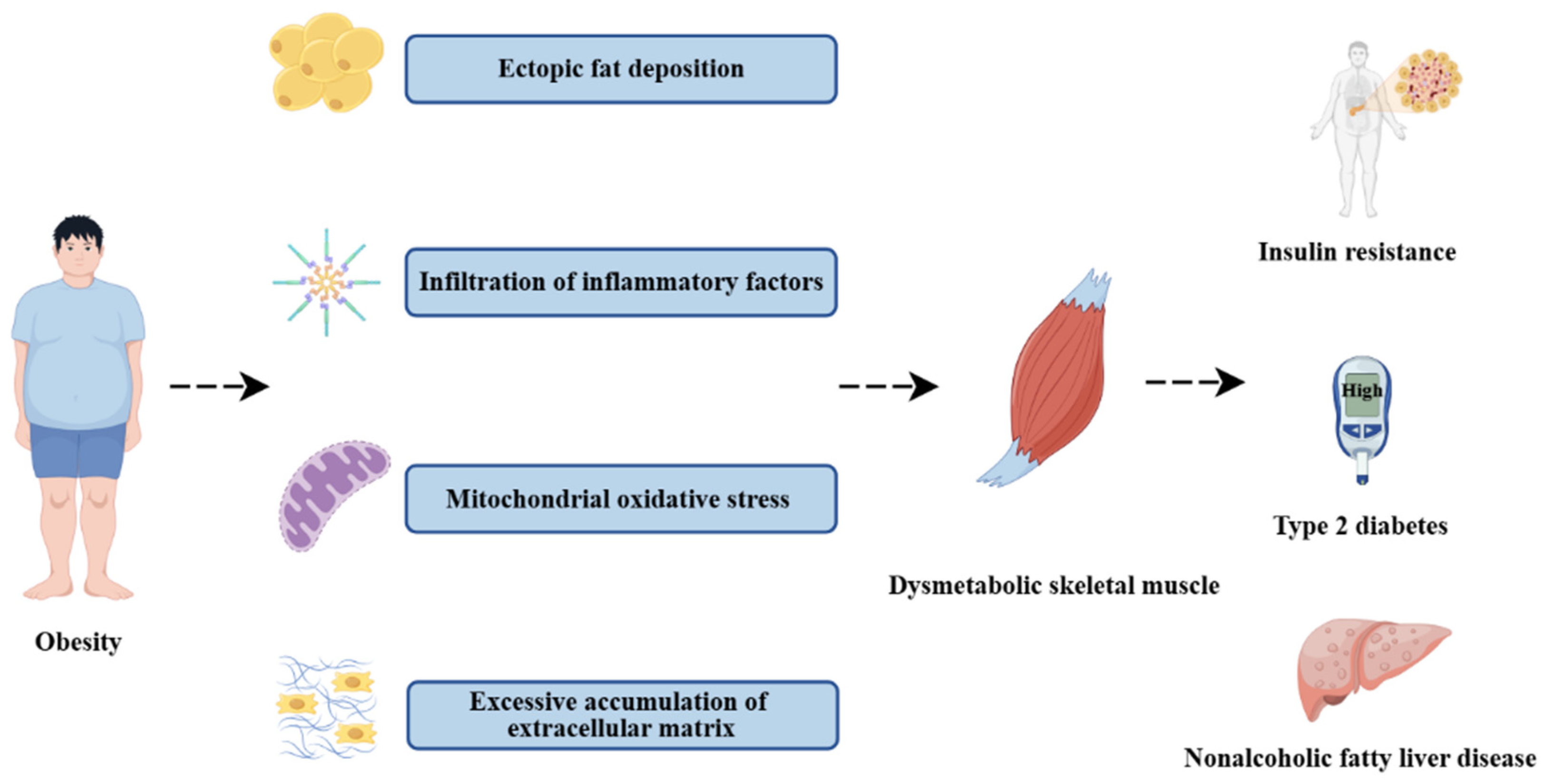 The Change of Skeletal Muscle Caused by Inflammation in Obesity as the ...