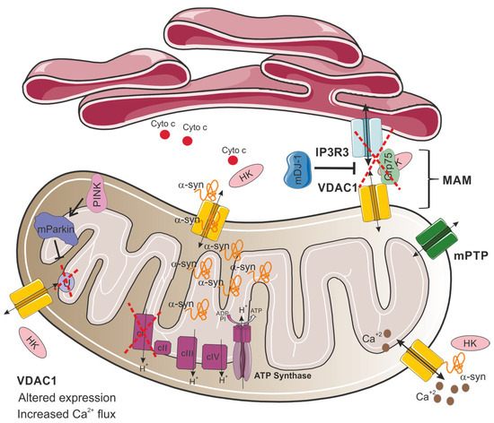 VDAC1: A Key Player in the Mitochondrial Landscape of Neurodegeneration
