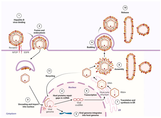HBV cccDNA: The Molecular Reservoir of Hepatitis B Persistence and Challenges to Achieve Viral ...