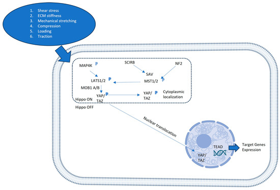 Exploring the Revolutionary Impact of YAP Pathways on Physical and ...