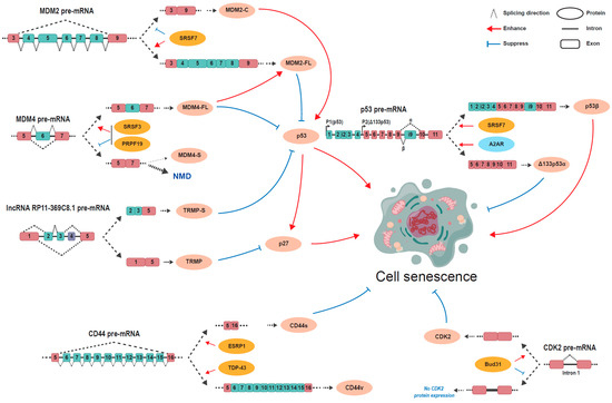 Alternative Splicing: Emerging Roles in Anti-Aging Strategies