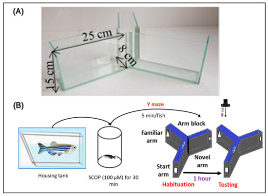 Neuroprotective Potential of Origanum majorana L. Essential Oil Against ...