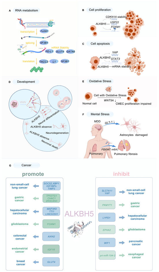 M6A Demethylase ALKBH5 in Human Diseases: From Structure to Mechanisms