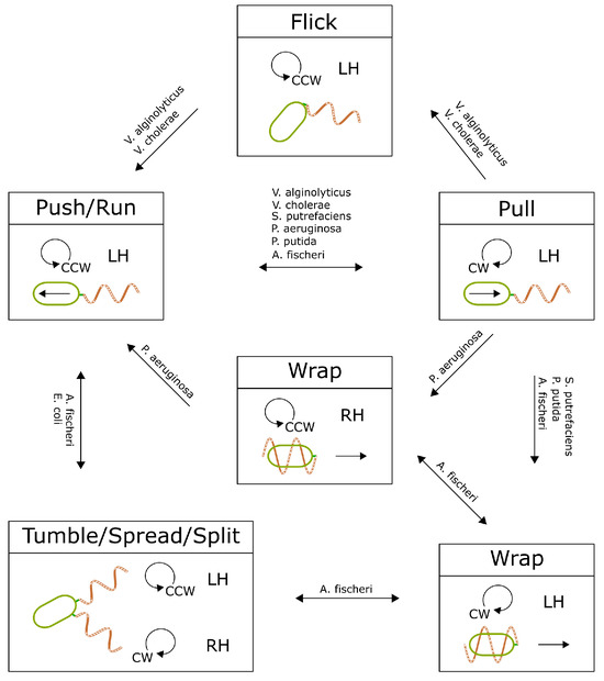 Decoding Bacterial Motility: From Swimming States to Patterns and ...