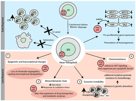 The Role of p53 Mutations in Early and Late Response to Mitotic Aberrations
