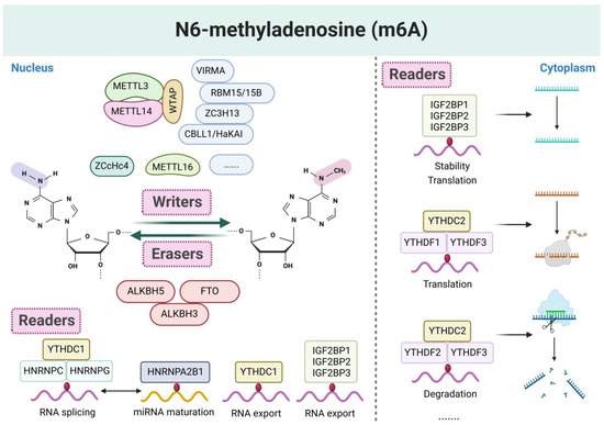 The Emerging Role of m6A and Programmed Cell Death in Cardiovascular ...