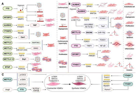 The Emerging Role of m6A and Programmed Cell Death in Cardiovascular ...