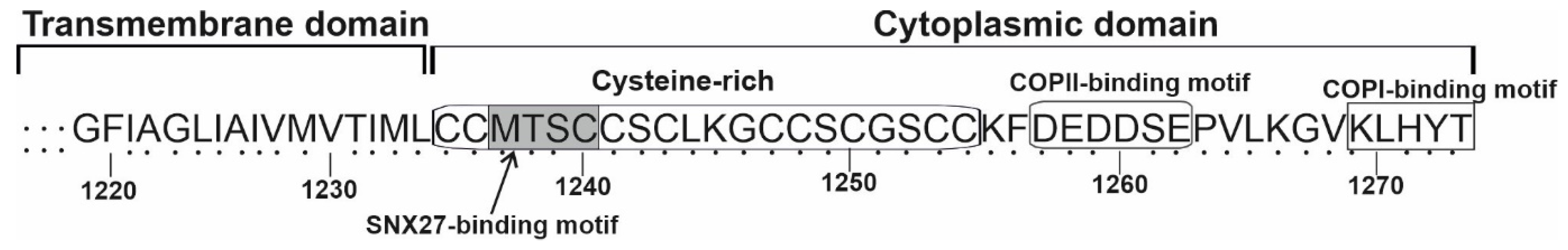 Sequences in the Cytoplasmic Tail Contribute to the Intracellular Trafficking and the Cell ...