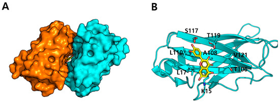Quercetin: Molecular Insights into Its Biological Roles