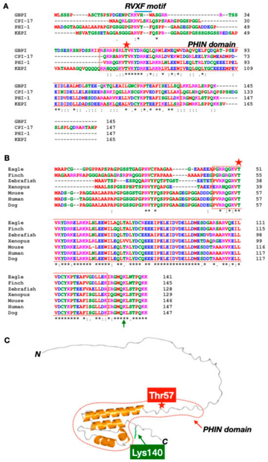 Rediscovery of PHI-1/PPP1R14B: Emerging Roles of Cellular PP1 Signaling ...