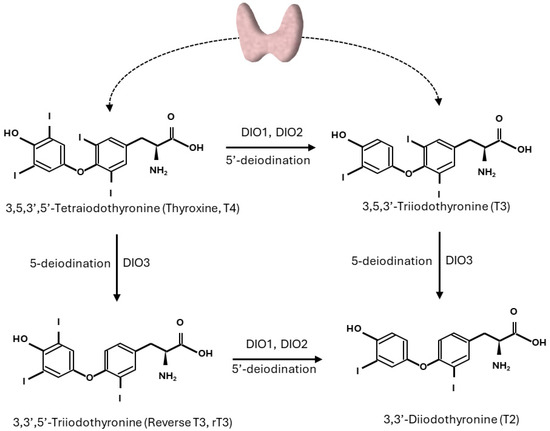 Thyroid Hormones and Metabolism Regulation: Which Role on Brown Adipose ...