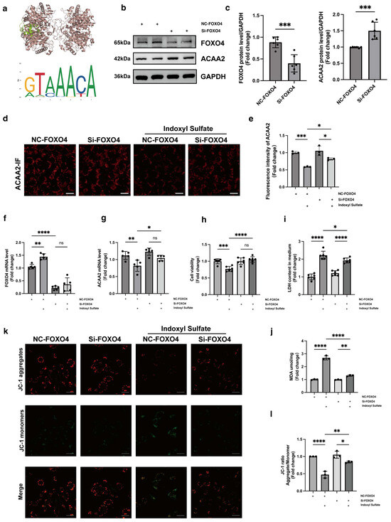 ACAA2 Protects Against Cardiac Dysfunction and Lipid Peroxidation in ...