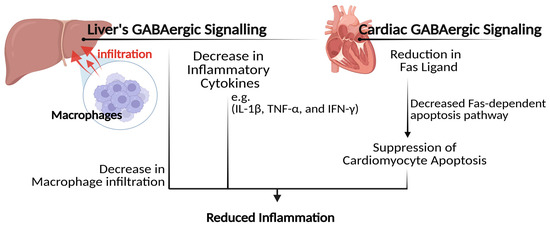 Role of γ-Aminobutyric Acid (GABA) as an Inhibitory Neurotransmitter in ...
