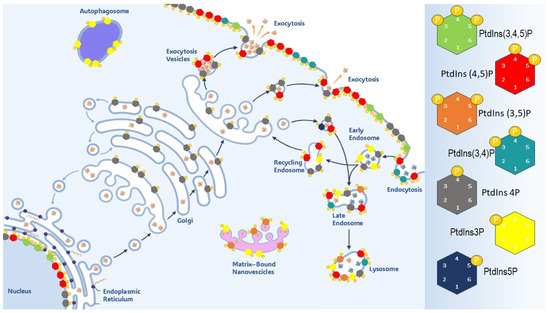 Inositol and PIP2/PIP3 Ratio: At the Crossroad of the Biodynamic ...