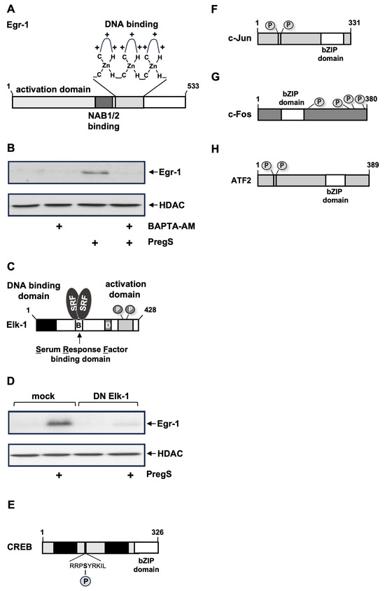 Stimulus–Transcription Coupling of TRPM3 Channels: A Signaling Pathway ...
