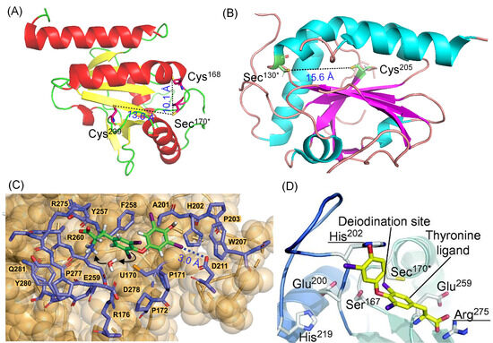 Thyroid Hormone Deiodination—Mechanisms and Small Molecule Enzyme Mimics
