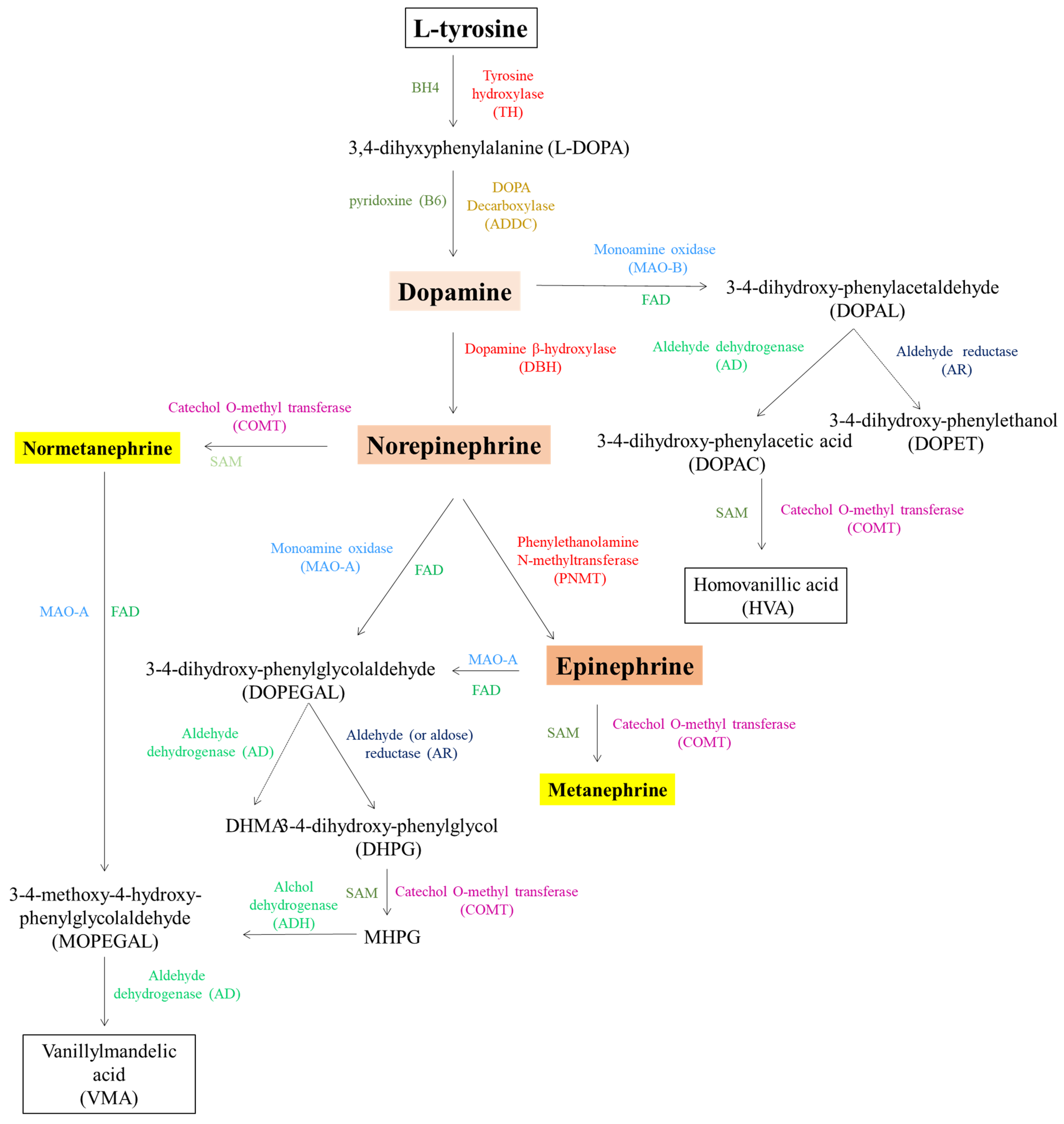 Biogenic Amine Metabolism and Its Genetic Variations in Autism Spectrum Disorder: A ...