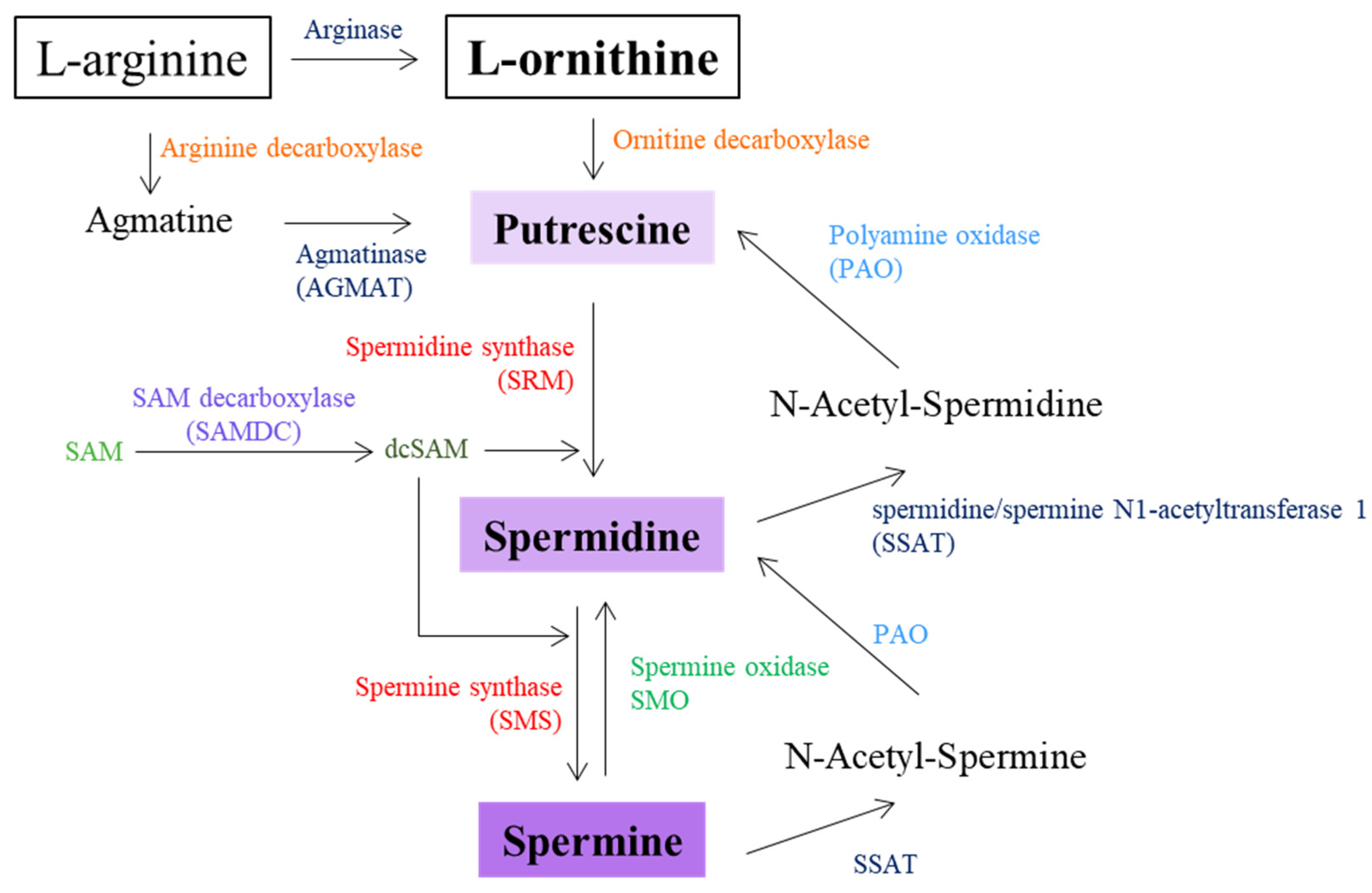 Biogenic Amine Metabolism and Its Genetic Variations in Autism Spectrum Disorder: A ...