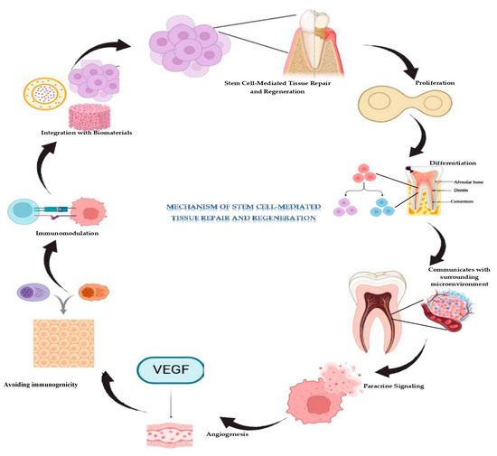 Regenerative Strategies in Dentistry: Harnessing Stem Cells ...