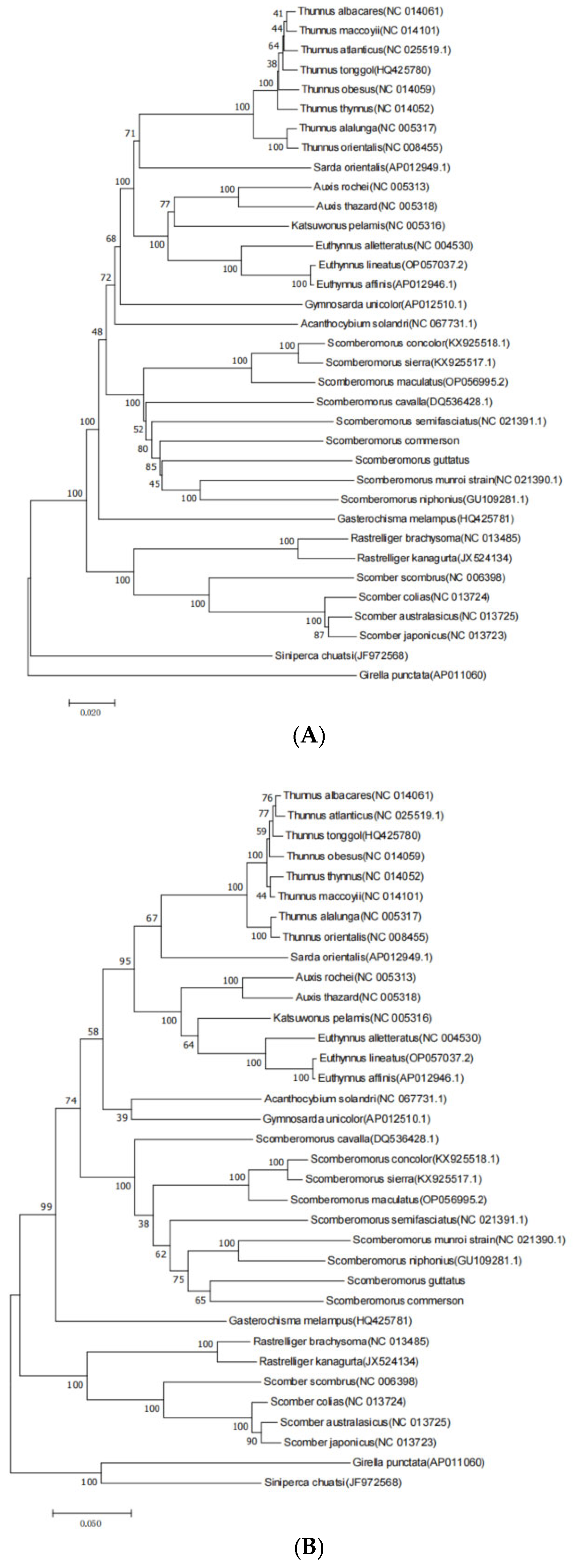 Structural Characteristics of Mitochondrial Genomes of Two Species of Mackerel and Phylogenetic ...
