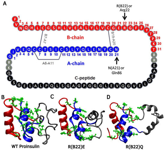 The B22 Dilemma: Structural Basis for Conformational Differences in ...