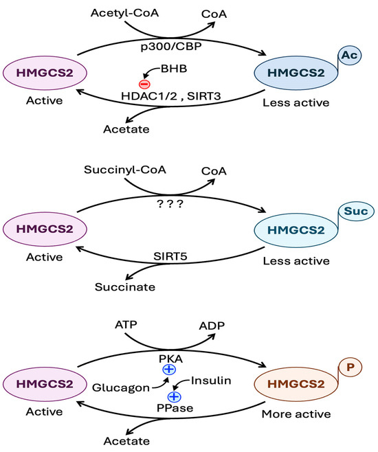 Not Just an Alternative Energy Source: Diverse Biological Functions of ...