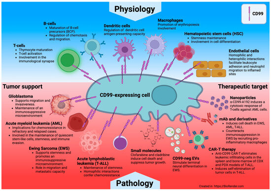 CD99: A Key Regulator in Immune Response and Tumor Microenvironment