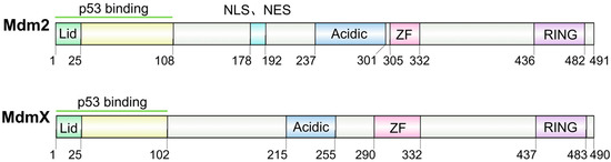 Mechanistic Role of the Mdm2/MdmX Lid Domain in Regulating Their Interactions with p53