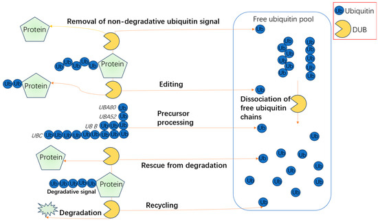 Regulatory Roles of E3 Ubiquitin Ligases and Deubiquitinases in Bone