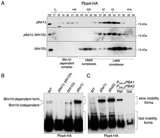 The α5-α6-α7-Pba3-Pba4 Complex: A Starting Unit in Proteasome Core Particle Assembly