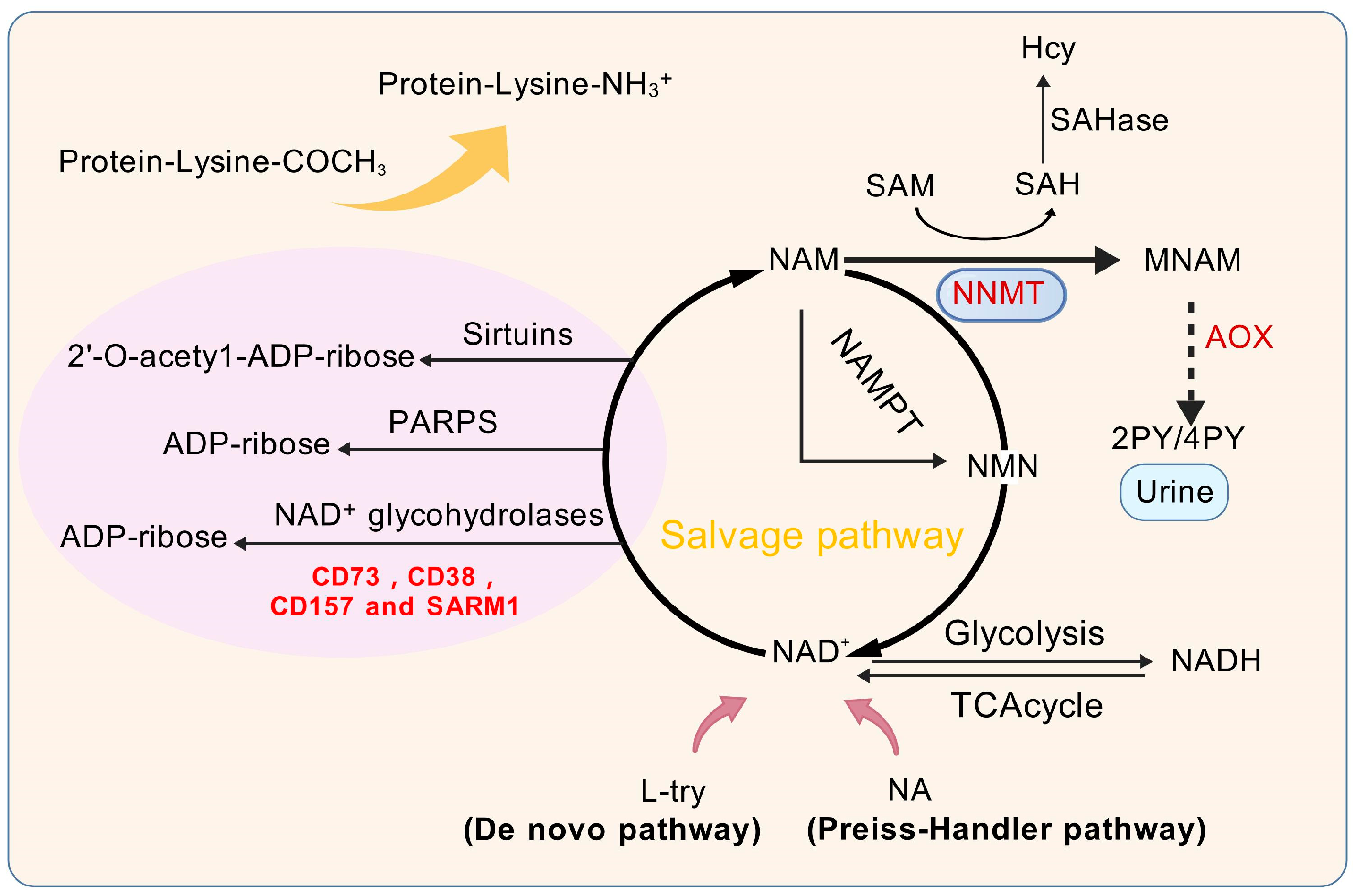 Nicotinamide N-Methyltransferase (NNMT) and Liver Cancer: From Metabolic Networks to Therapeutic ...