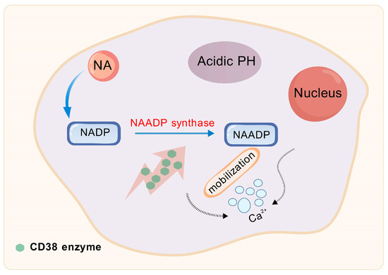 Nicotinamide N-Methyltransferase (NNMT) and Liver Cancer: From ...