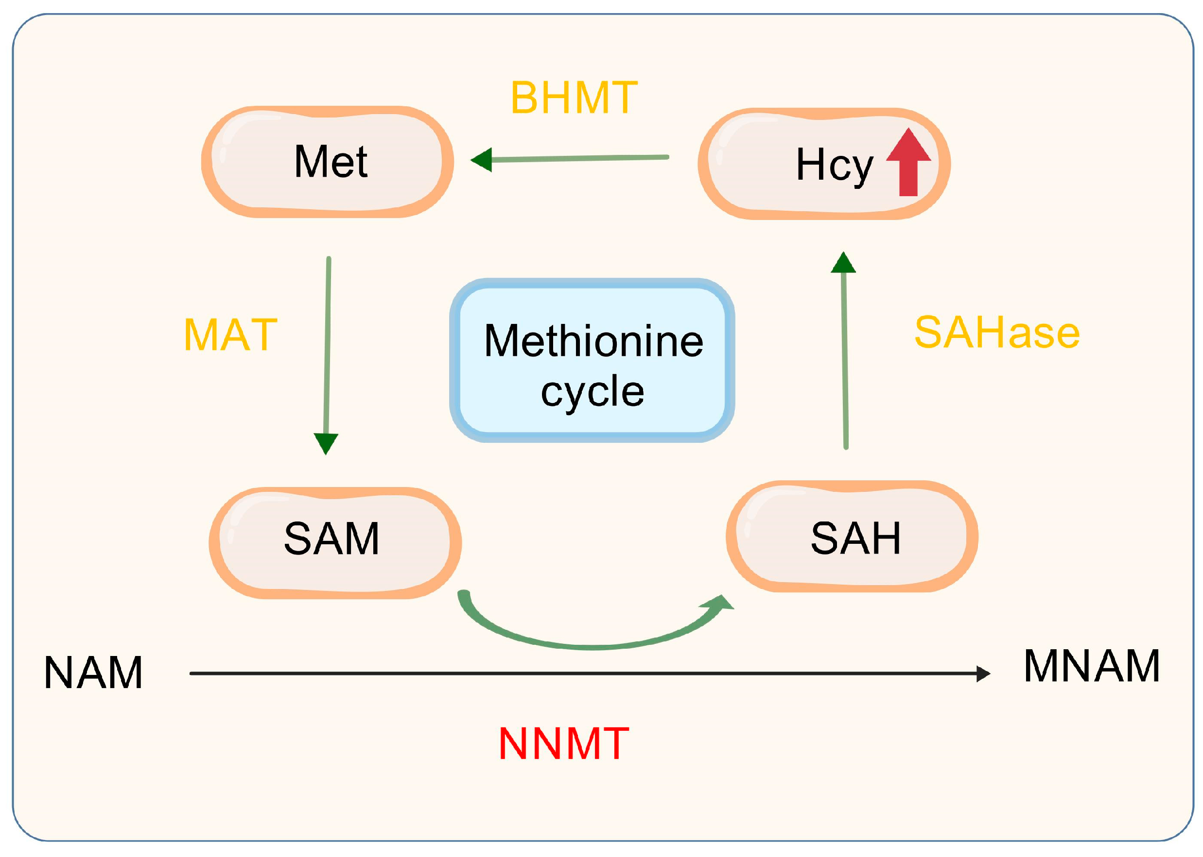 Nicotinamide N-Methyltransferase (NNMT) and Liver Cancer: From Metabolic Networks to Therapeutic ...