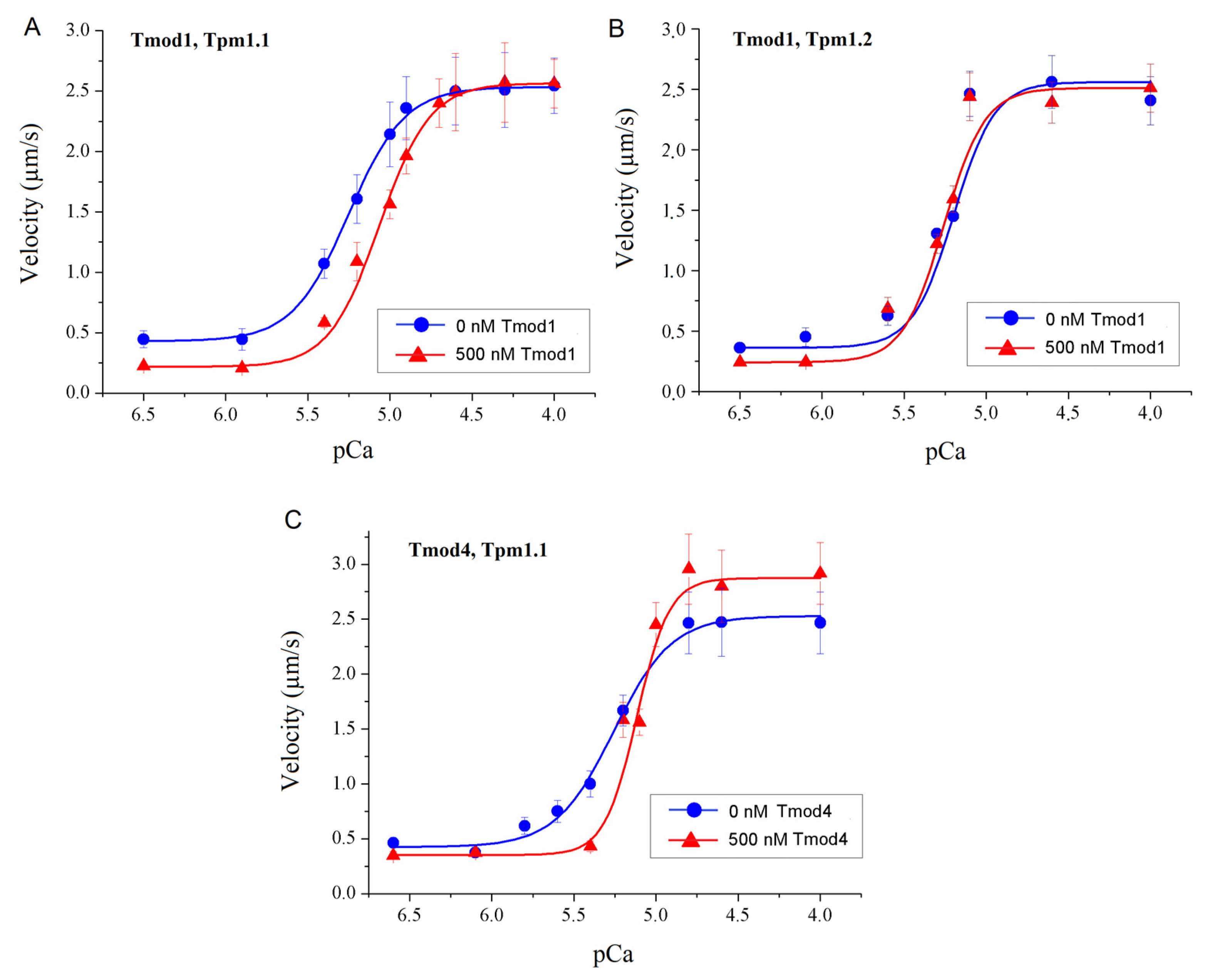 Tropomodulin–Tropomyosin Interplay Modulates Interaction Between ...