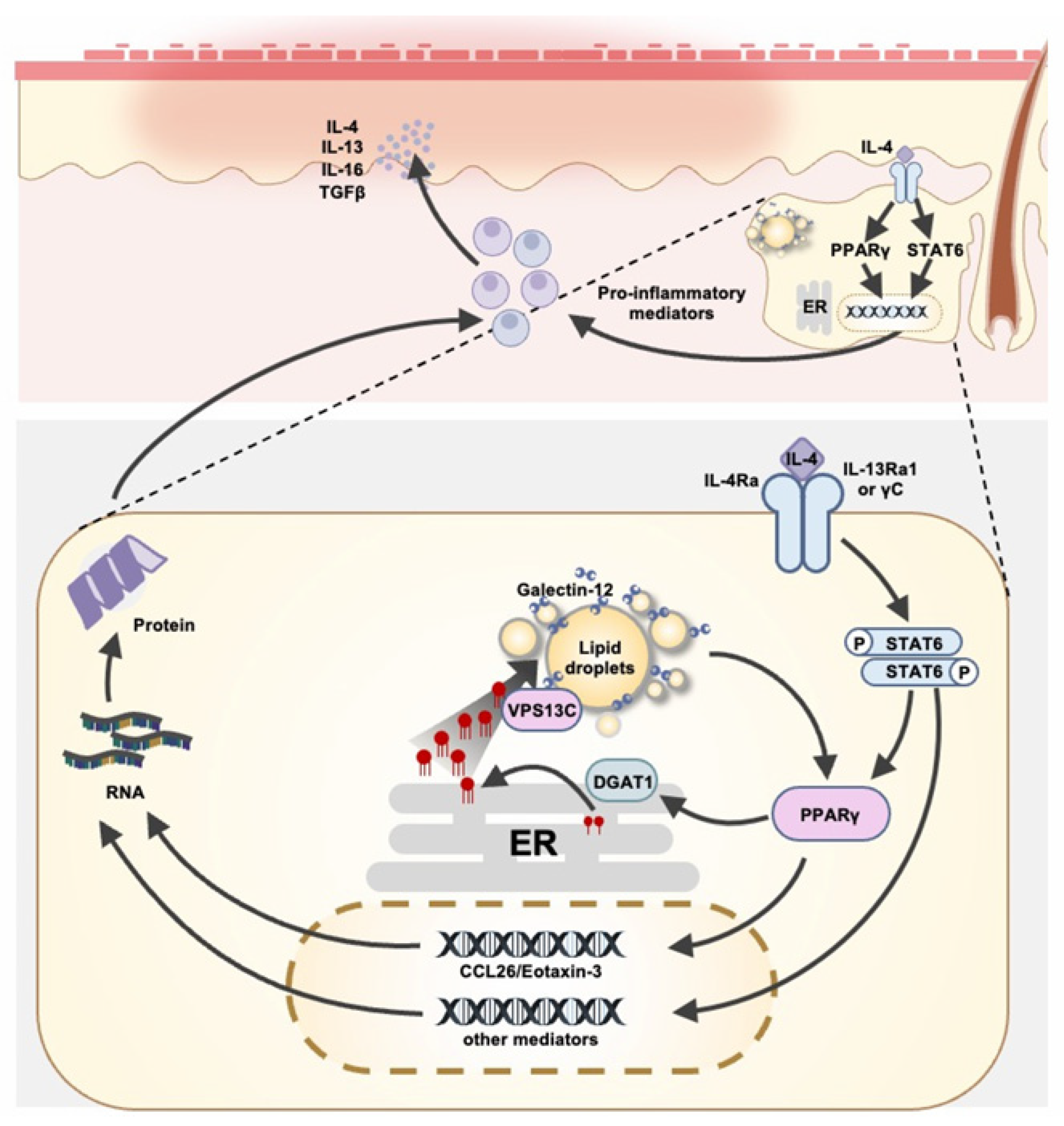 Galectin-12 in the Regulation of Sebocyte Proliferation, Lipid ...