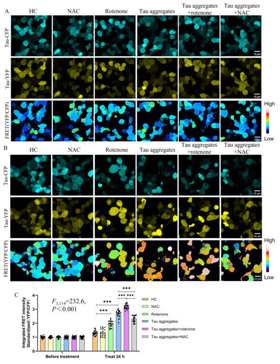 A Single-Chain Variable Fragment Antibody Alleviates Inflammation and ...