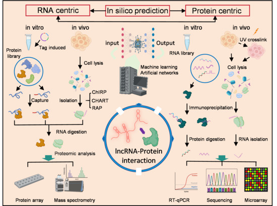 LncRNA–Protein Interactions: A Key to Deciphering LncRNA Mechanisms