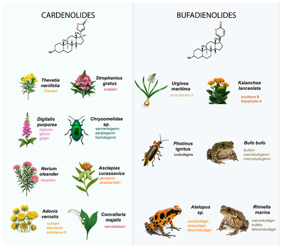 Cardiac Glycosides: From Natural Defense Molecules to Emerging ...
