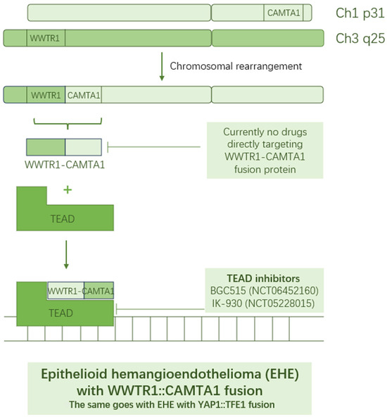 Gene Fusions as Potential Therapeutic Targets in Soft Tissue Sarcomas