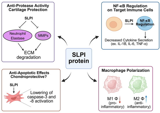 The Role of SLPI Gene-Mediated Inflammation in Osteoarthritis