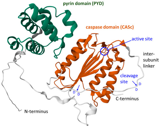 Caspase-14-like Proteases: An Epidermal Caspase and Its Evolutionarily ...