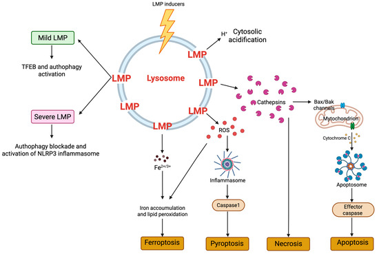 The Link Between Endoplasmic Reticulum Stress and Lysosomal Dysfunction ...
