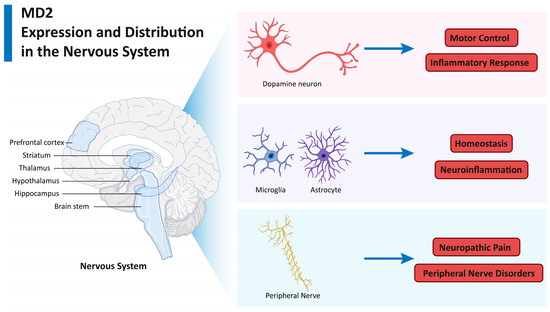 The Role of Myeloid Differentiation Factor 2 in Stroke: Mechanisms and ...