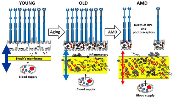 Extracellular Matrix (ECM) Aging in the Retina: The Role of Matrix ...