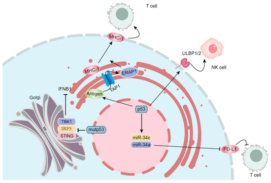 The Multifaceted Role of p53 in Cancer Molecular Biology: Insights for ...