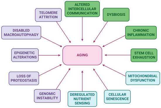 Polyphenol-Based Therapeutic Strategies for Mitochondrial Dysfunction ...