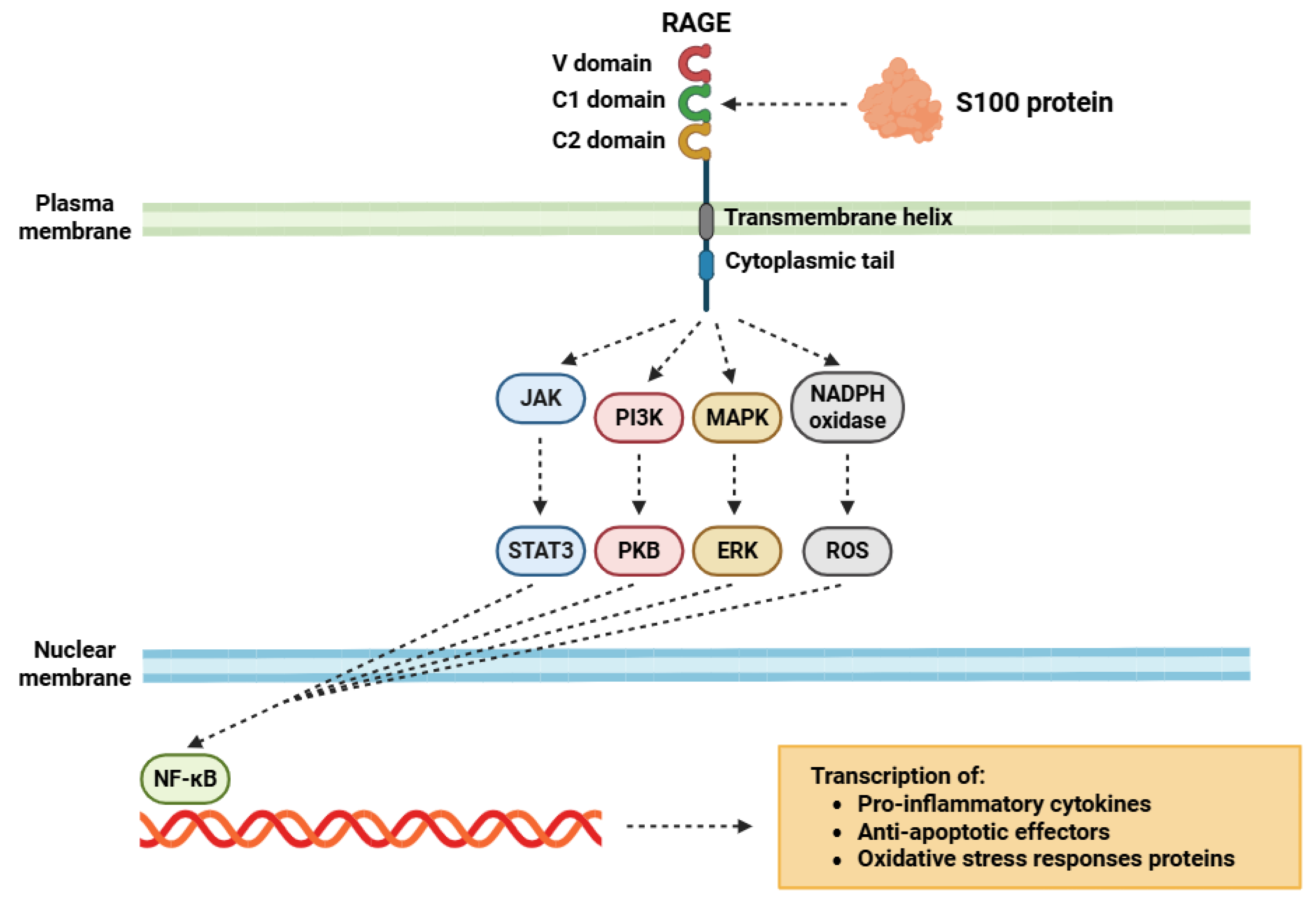 Relationship of S100 Proteins with Neuroinflammation