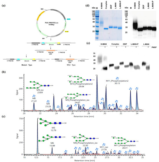 Glycosylated SARS-CoV-2 RBD Antigens Expressed in Glycoengineered Yeast ...