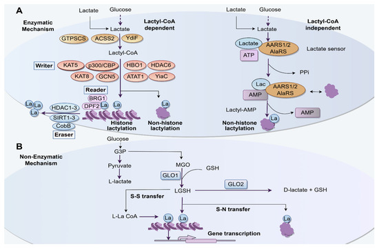Targeting Lactylation: From Metabolic Reprogramming to Precision ...